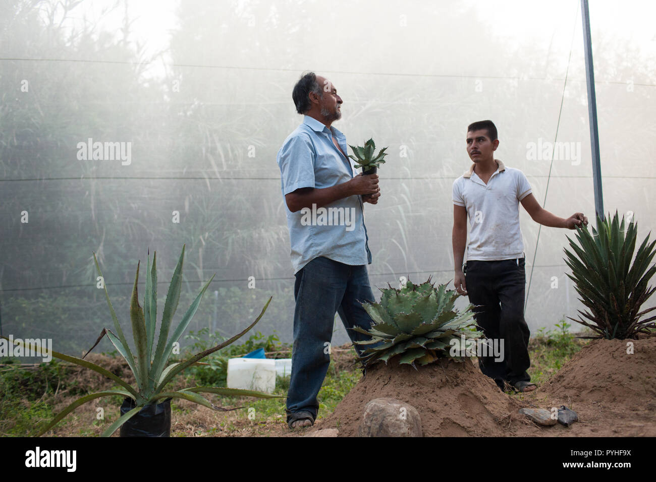 A plant nursery used to grow Maguey, which will be turned into mezcal ...