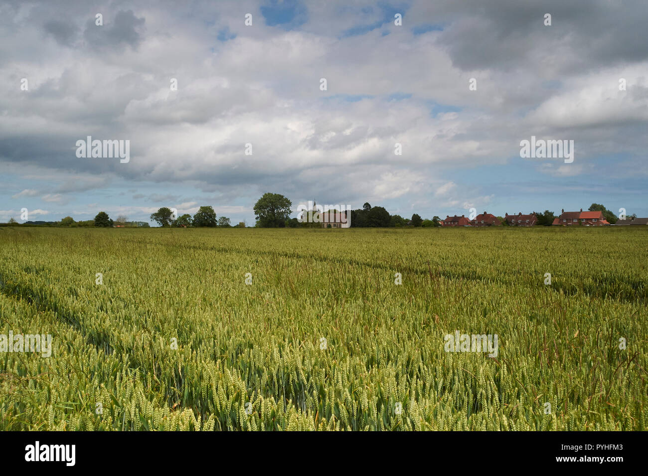 Barley growing in the East Yorkshire Wolds, during the summer. England ...