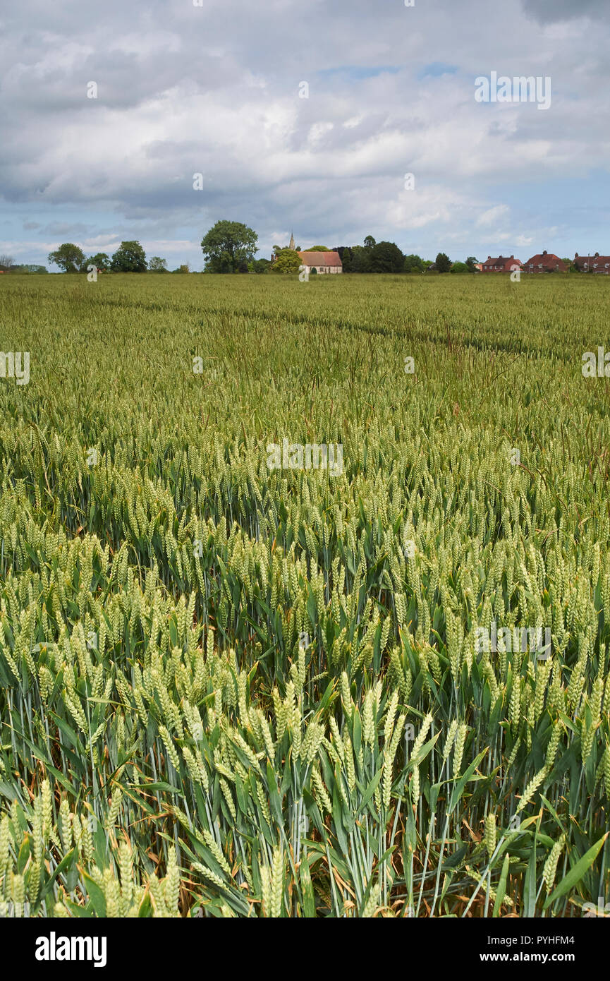 Barley growing in the East Yorkshire Wolds, during the summer. England ...