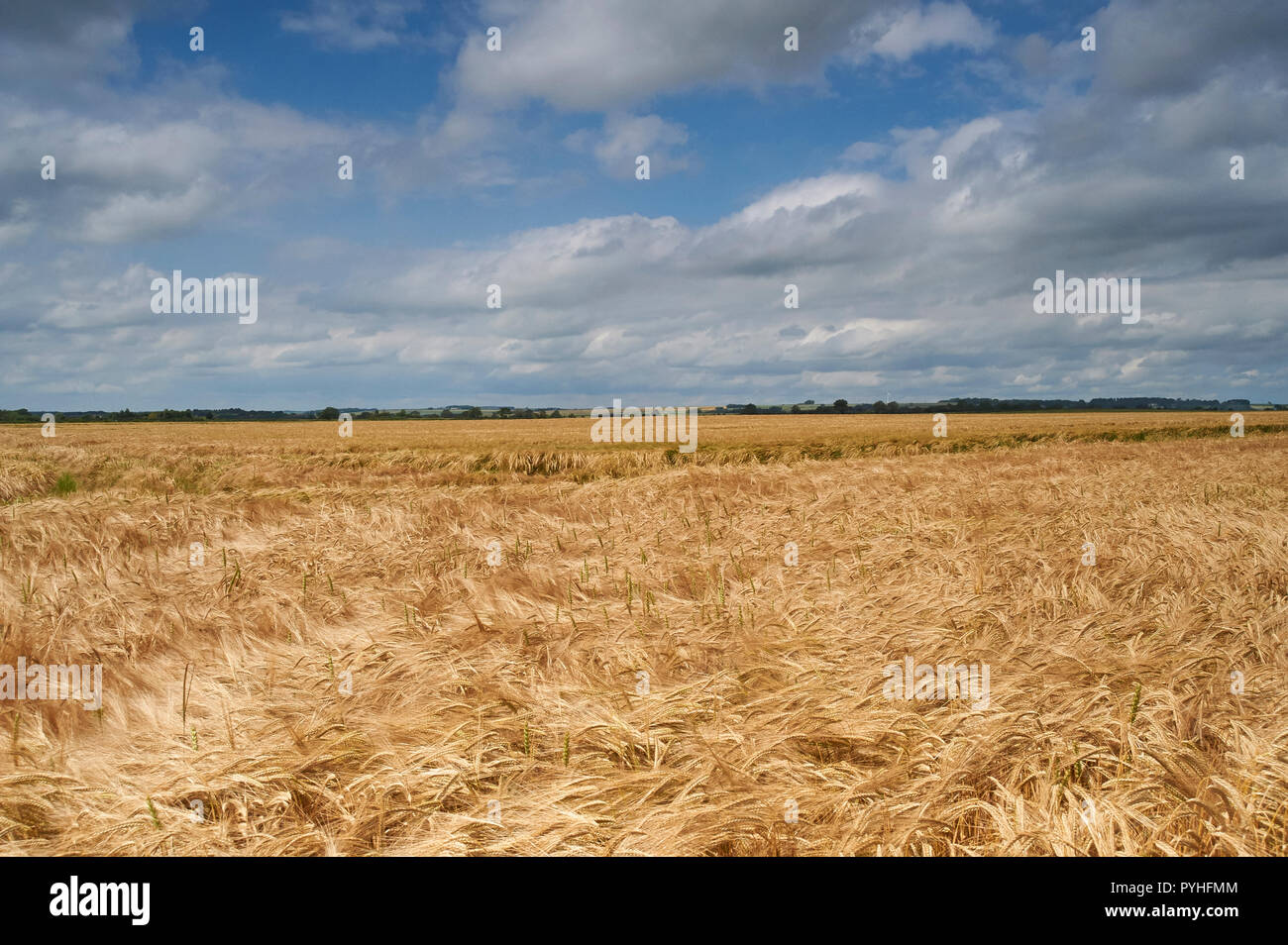 Barley growing in the East Yorkshire Wolds, during the summer. England ...