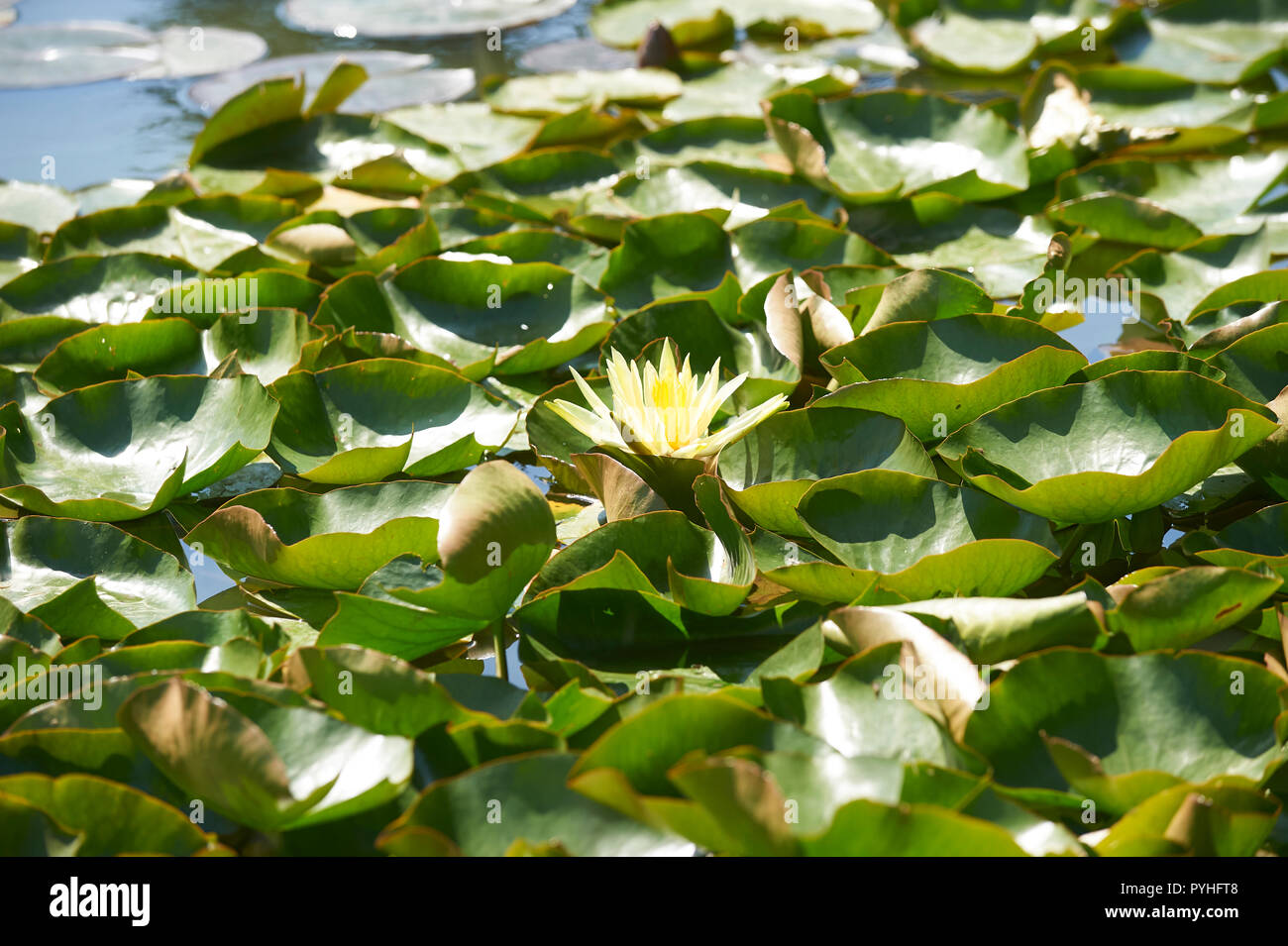 Water Lily Nymphaea Stock Photo - Alamy