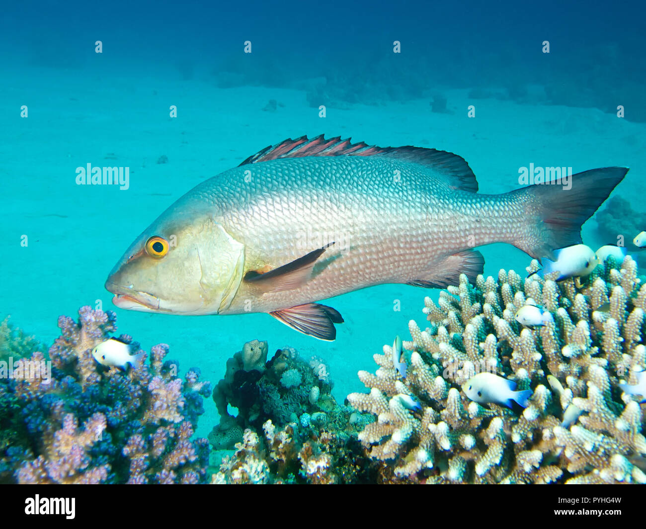 Silver snapper hi-res stock photography and images - Alamy