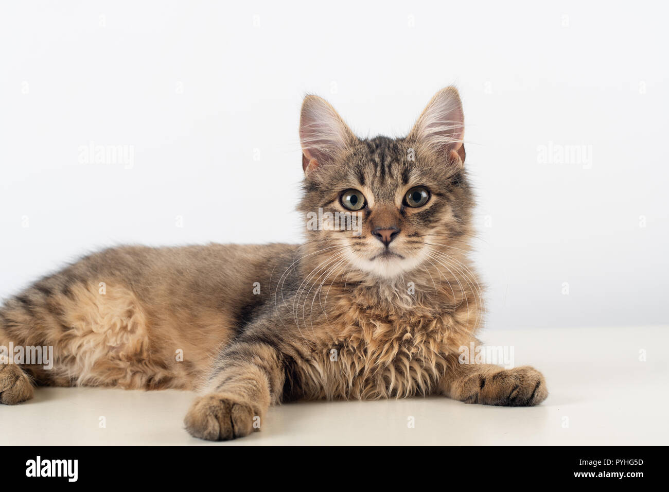Mixed kitten hi-res stock photography and images - Alamy