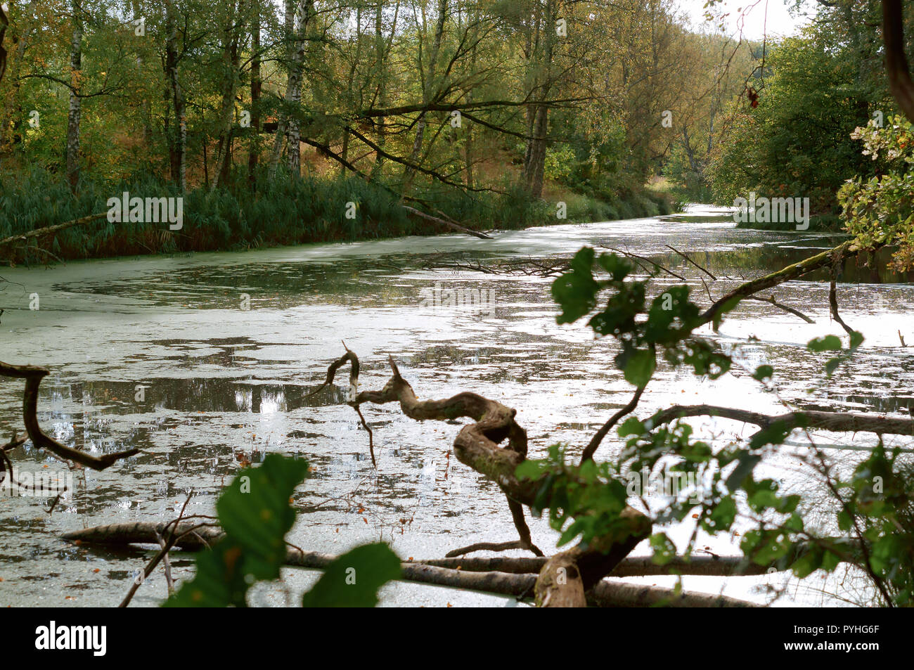 Overgrown pond hi-res stock photography and images - Alamy