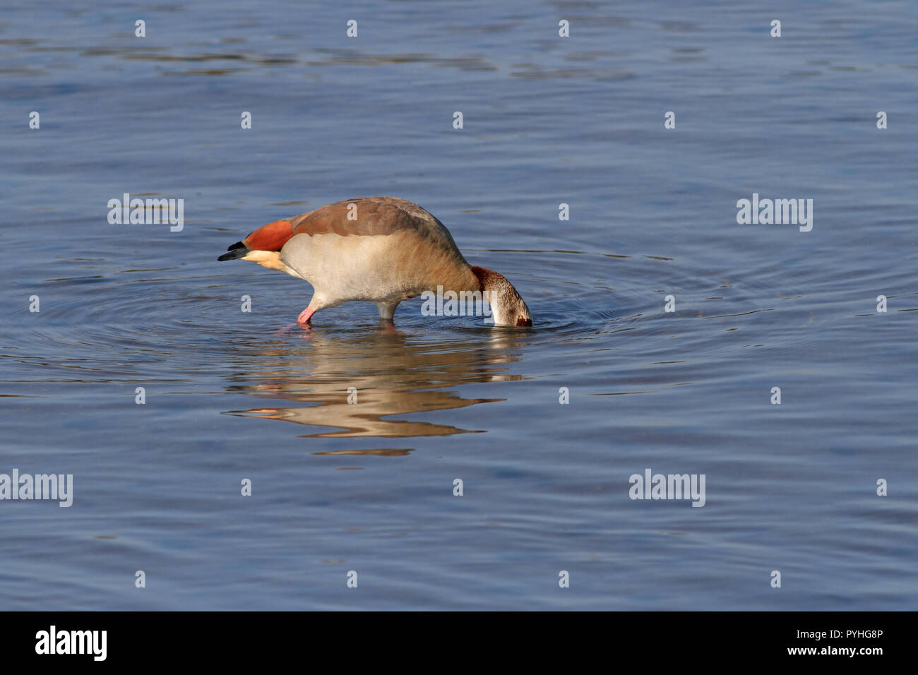 Detailed photo of an egyptian goose eating in a river from the north of ...