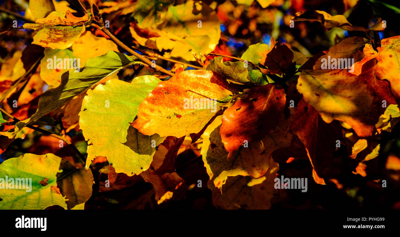 Autumn leaves of a beech hedge Stock Photo - Alamy
