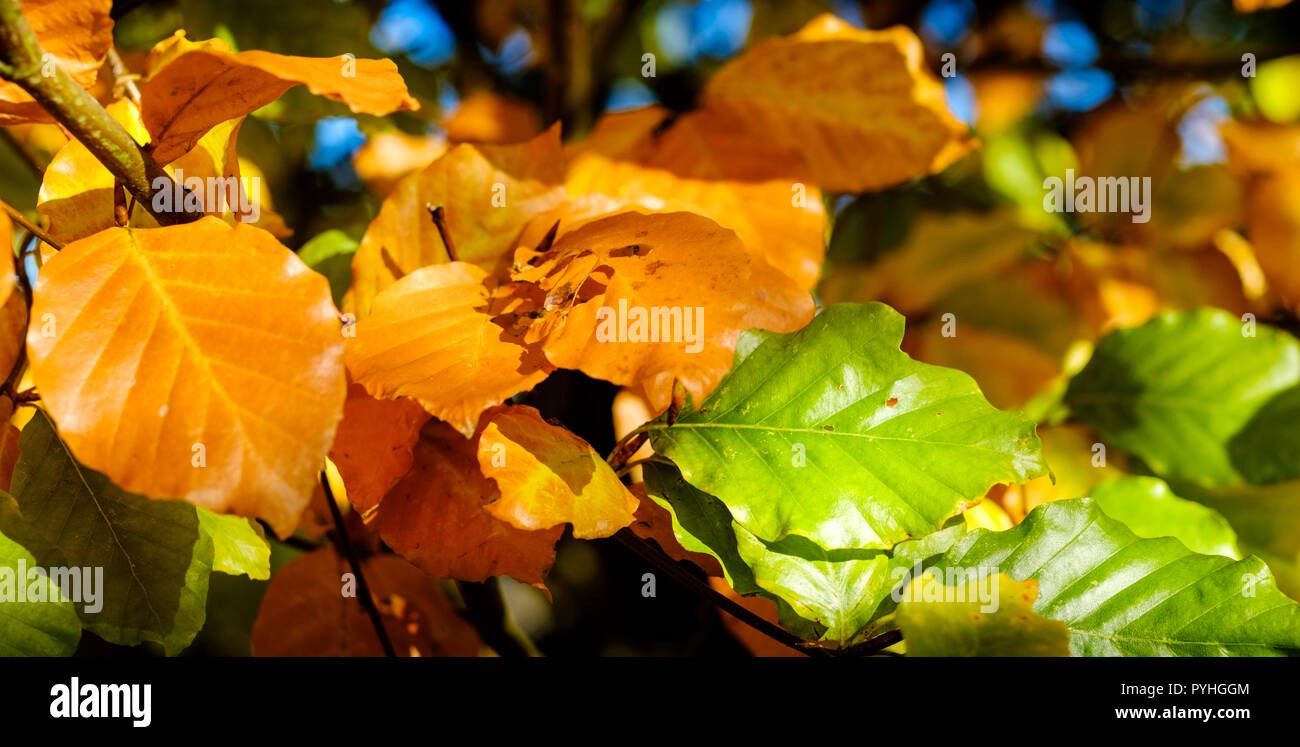 Autumn leaves of a beech hedge Stock Photo - Alamy