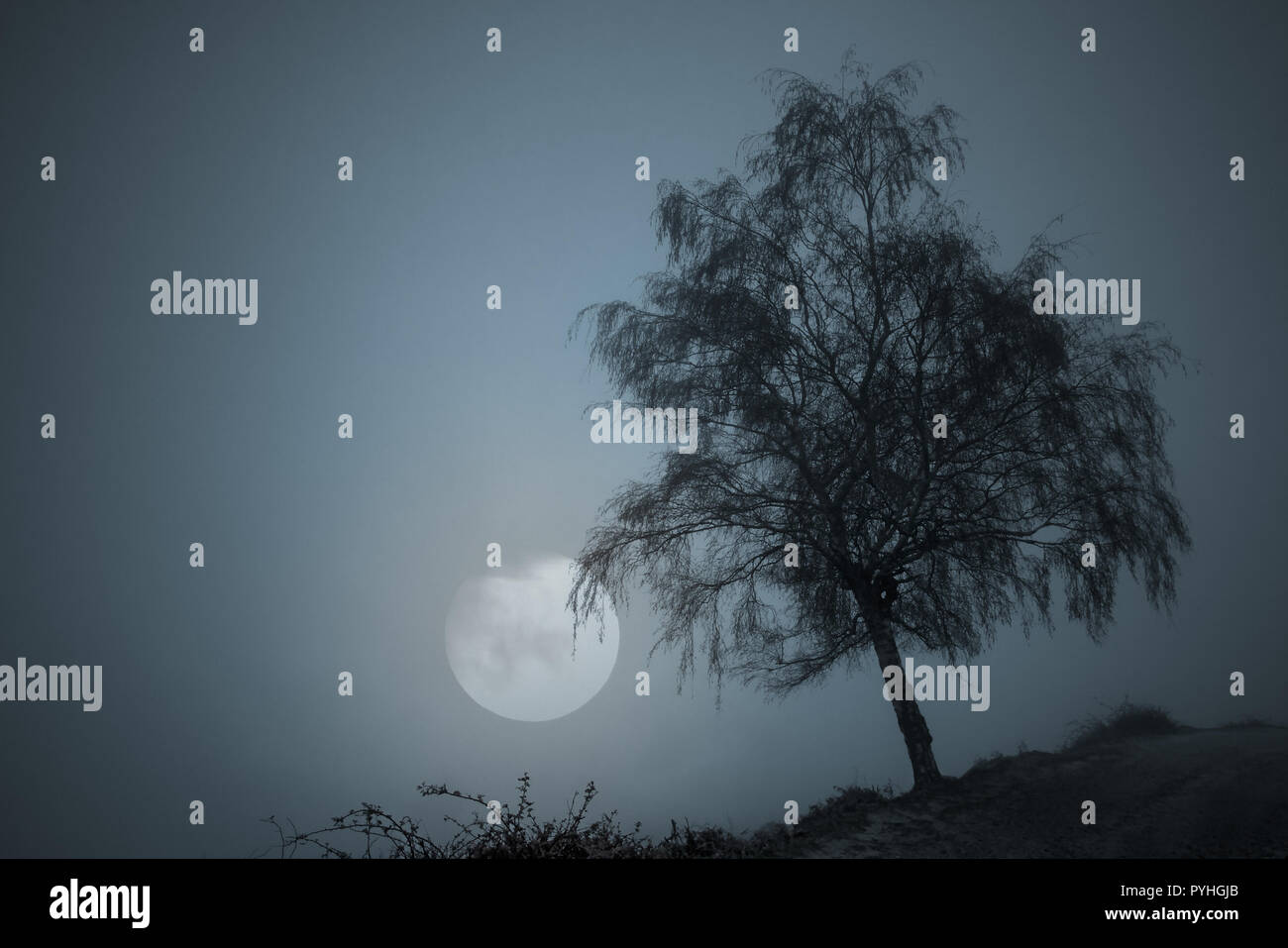 Tree at the edge of an abyss flanked by a mountain road on full moon ...