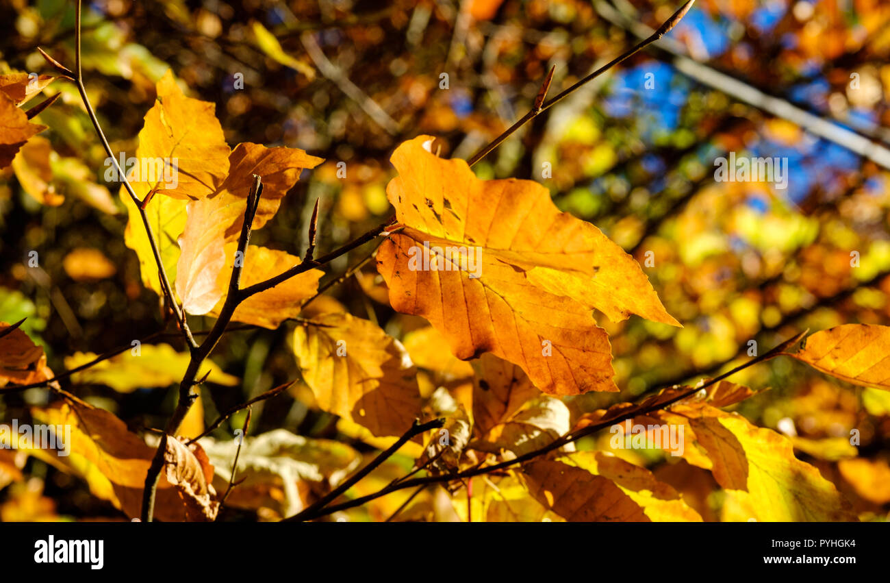 Autumn leaves of a beech hedge Stock Photo - Alamy
