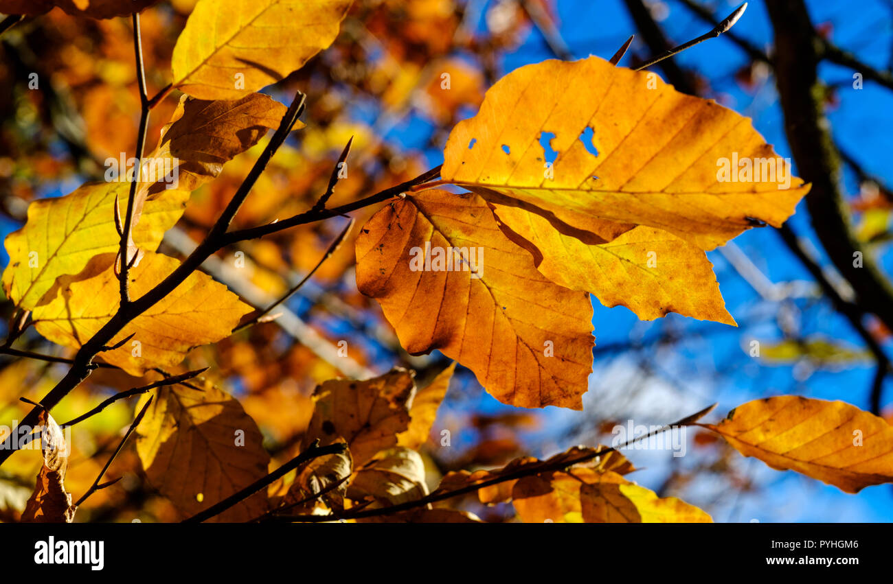 Autumn leaves of a beech hedge Stock Photo - Alamy