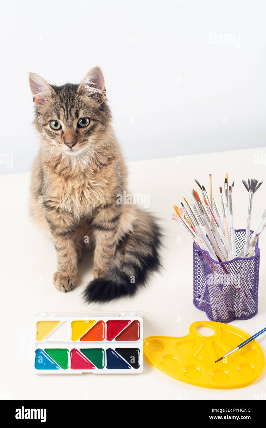 Little four month mixed breed kitten with paints Stock Photo - Alamy