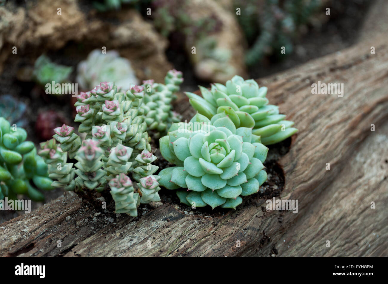Colourful cactus at Singapore gardens Stock Photo - Alamy