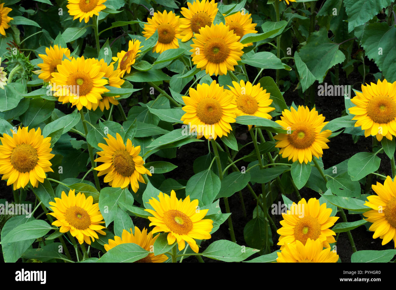 Sunflowers in bloom at Singapore gardens Stock Photo - Alamy
