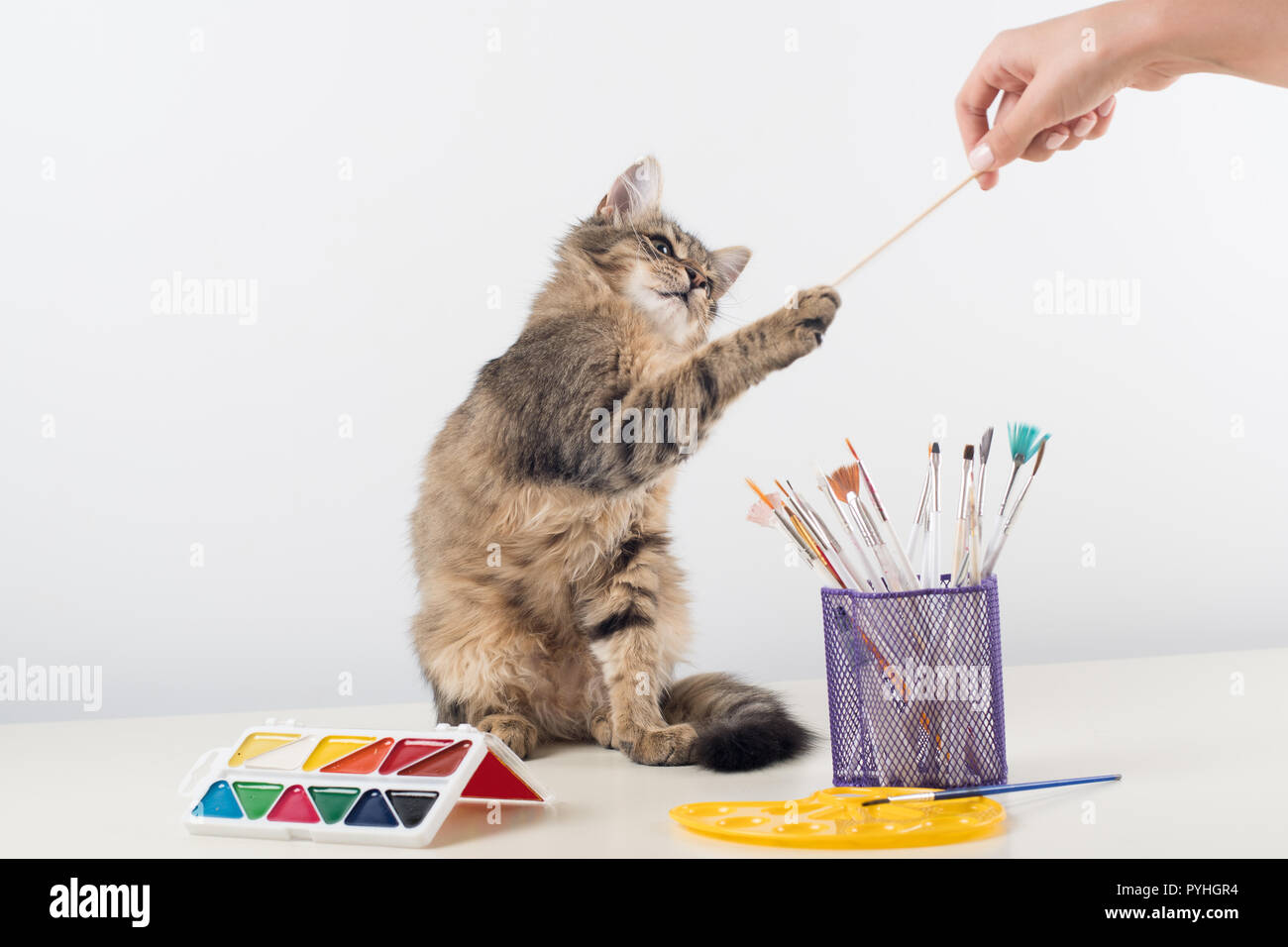 Little four month mixed breed kitten with paints Stock Photo - Alamy