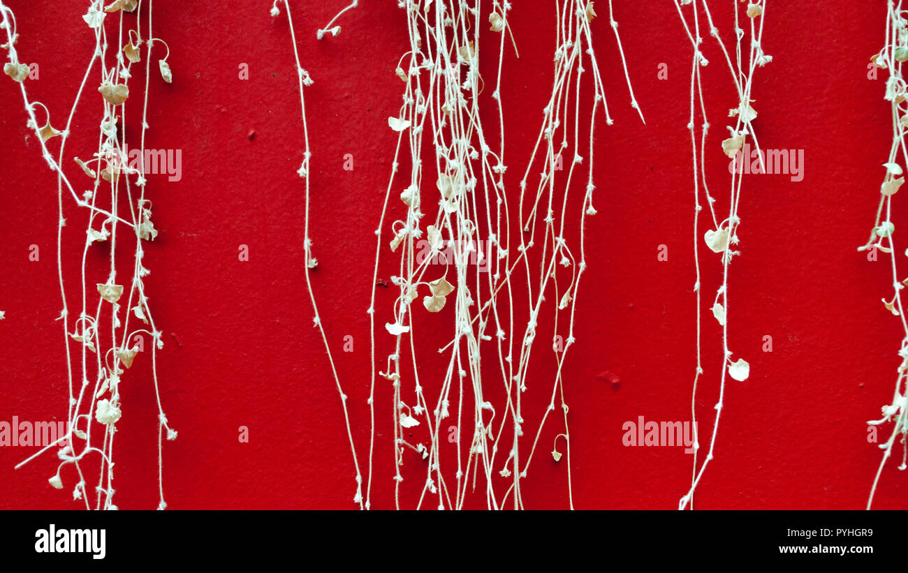 Vines on a red background Stock Photo - Alamy