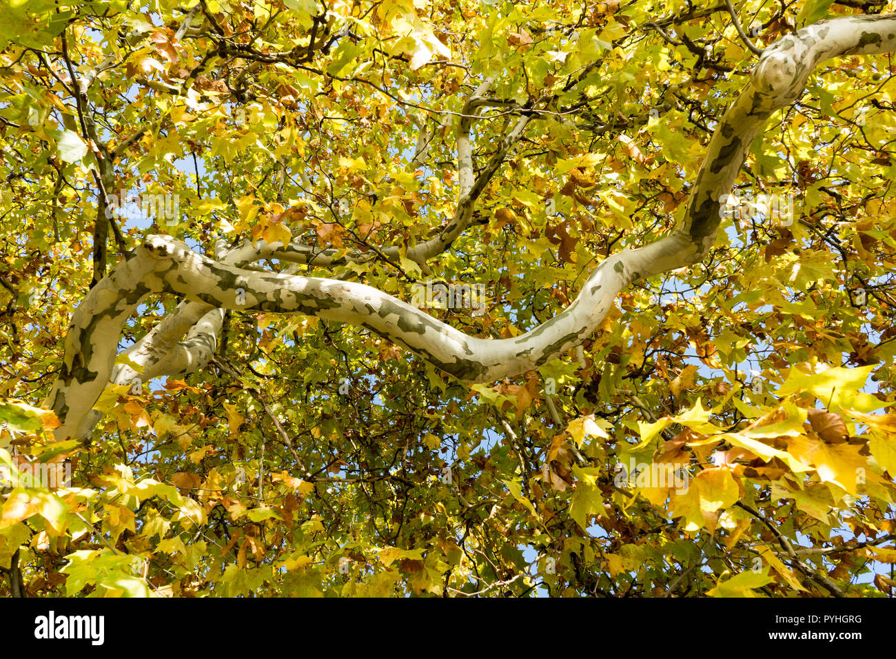 Autumn leaves in Zurich, Switzerland Stock Photo - Alamy