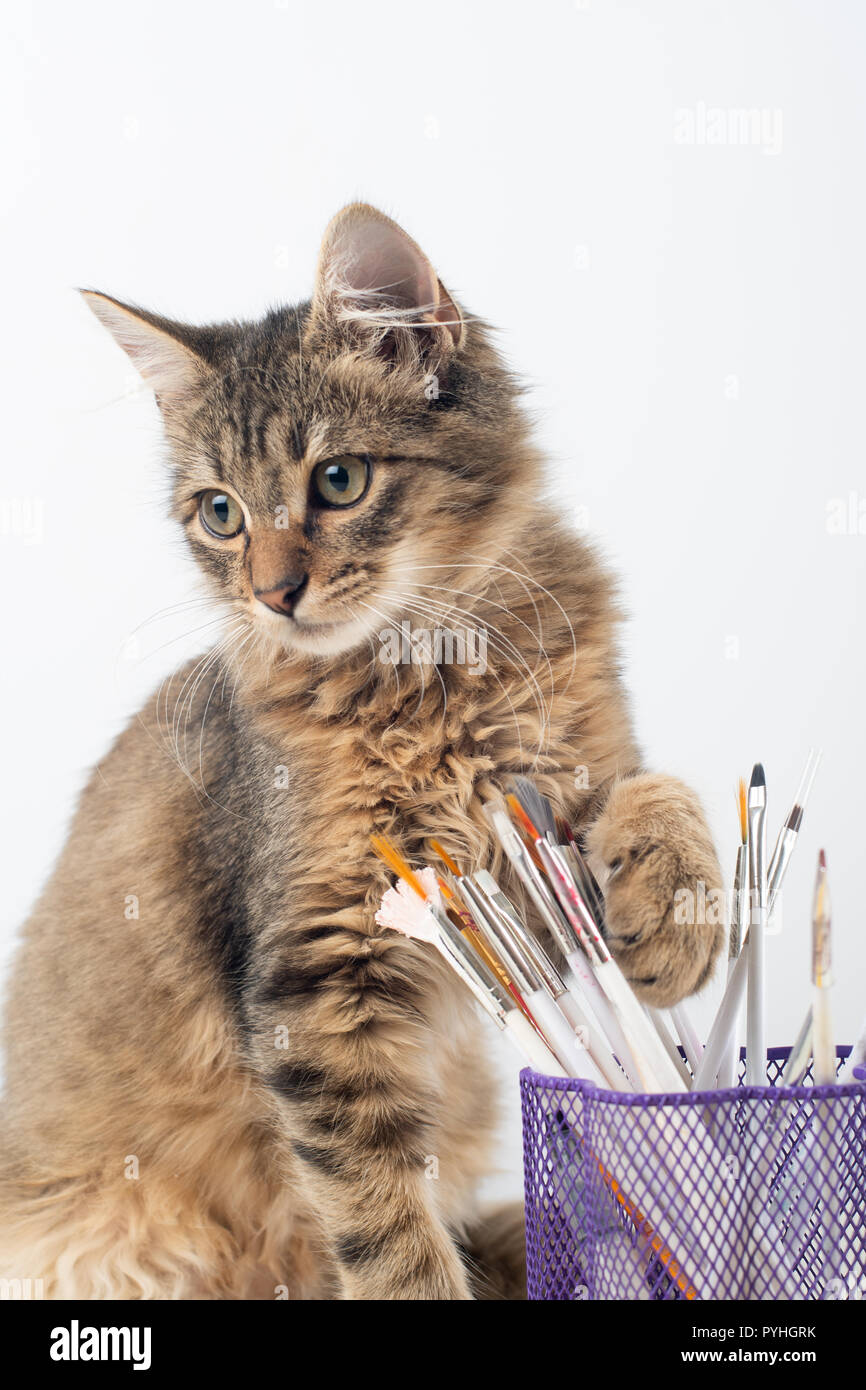 Little four month mixed breed kitten with paints Stock Photo - Alamy