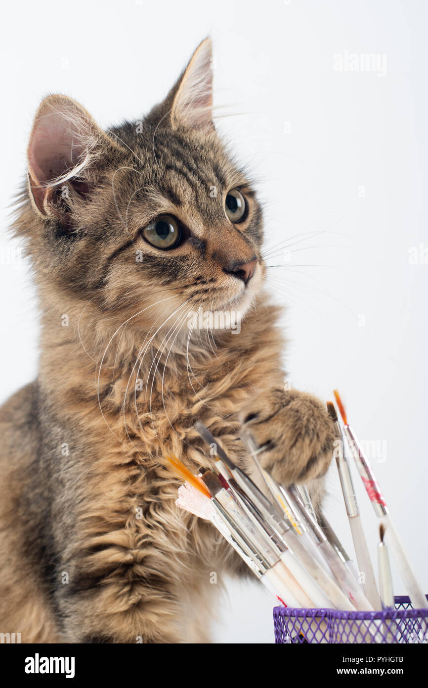 Little four month mixed breed kitten with paints Stock Photo - Alamy