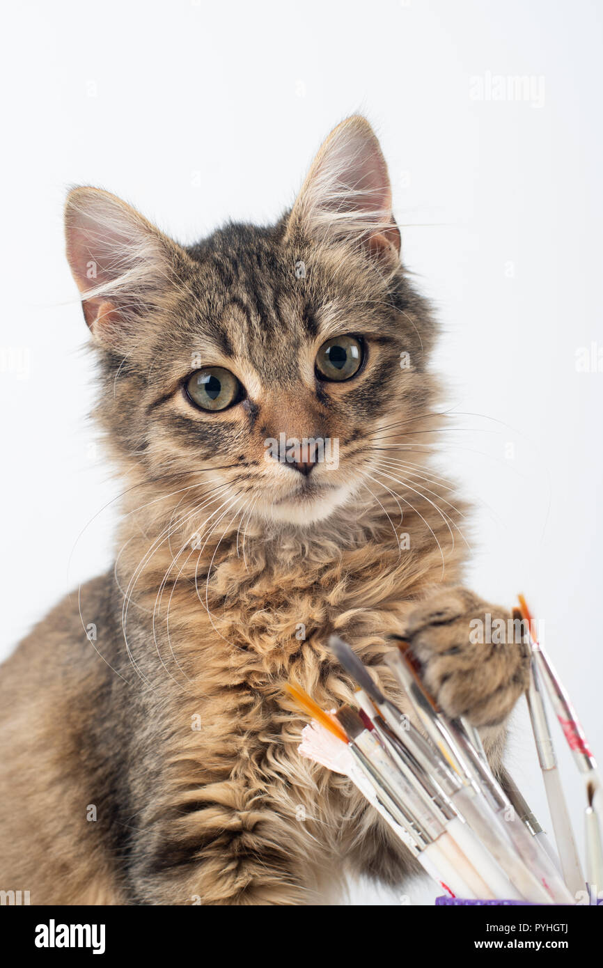 Little four month mixed breed kitten with paints Stock Photo - Alamy
