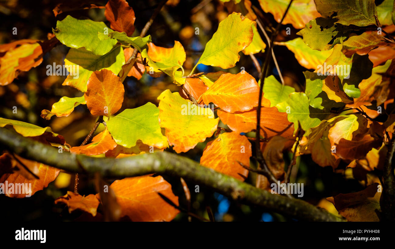 Autumn leaves of a beech hedge Stock Photo - Alamy