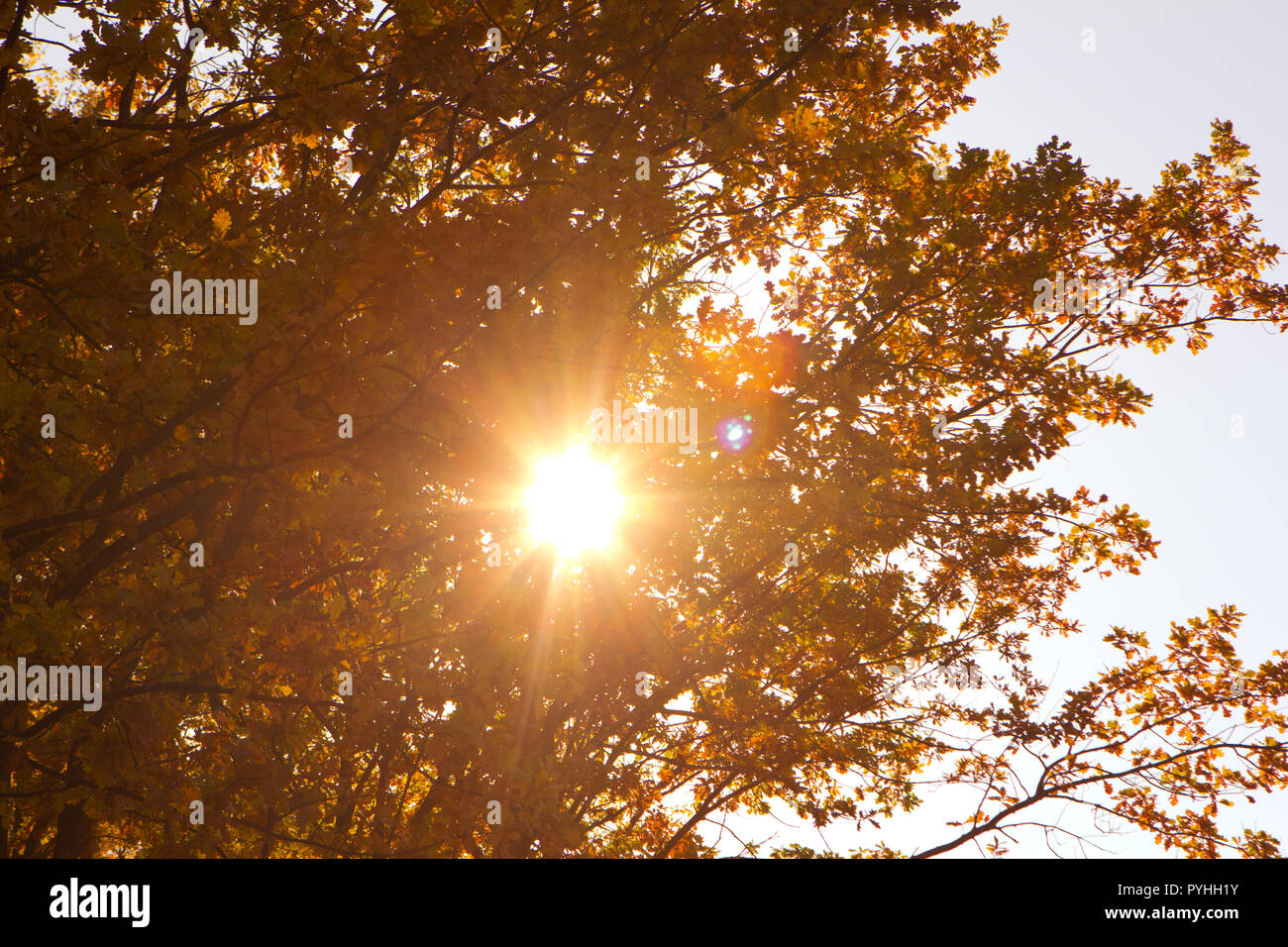 autumn sunlight through tree leaves Stock Photo - Alamy