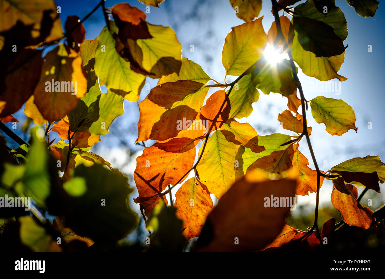 Fagus purpurea hedge hi-res stock photography and images - Alamy