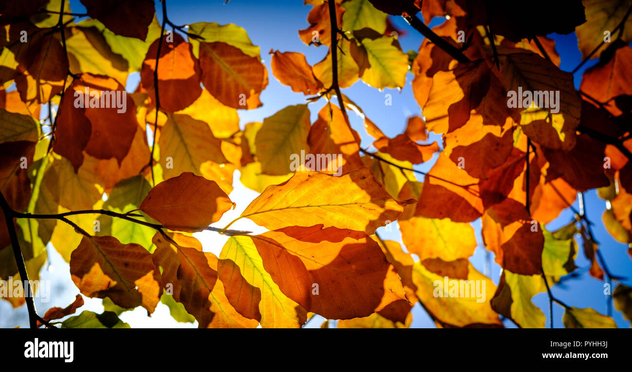 Autumn leaves of a beech hedge Stock Photo - Alamy