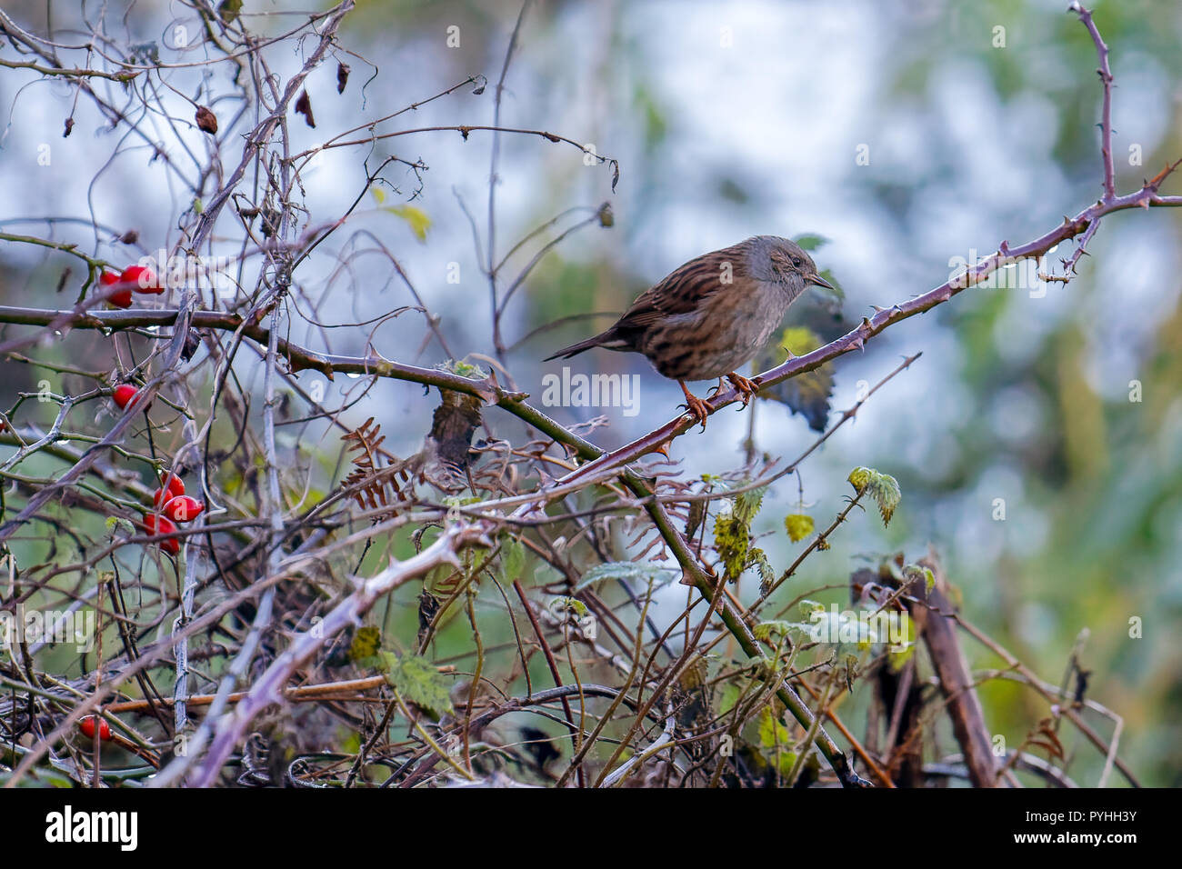 Hedge winter leaves brown hi-res stock photography and images - Alamy