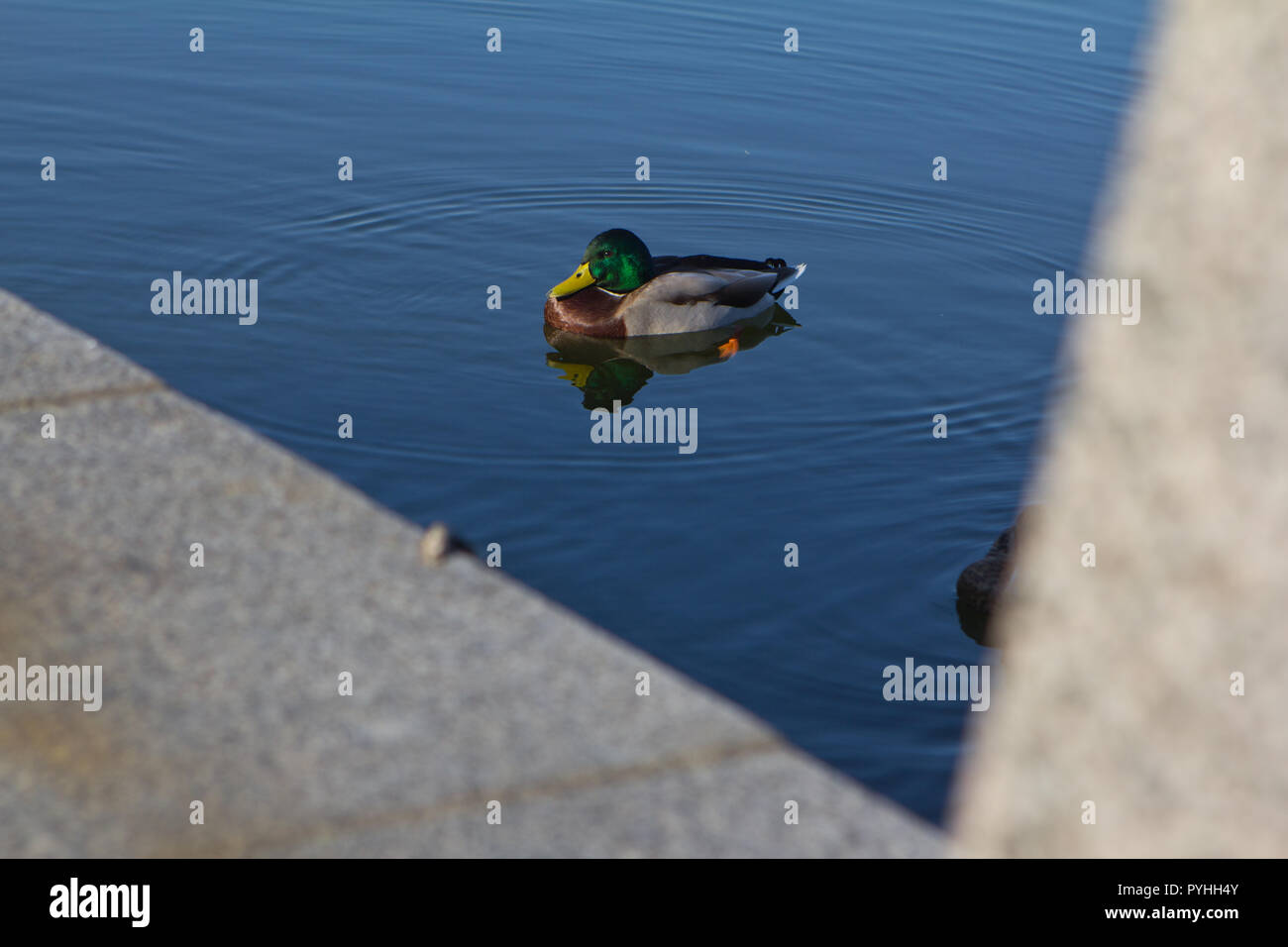 swimming drake bird in the river blue water Stock Photo - Alamy