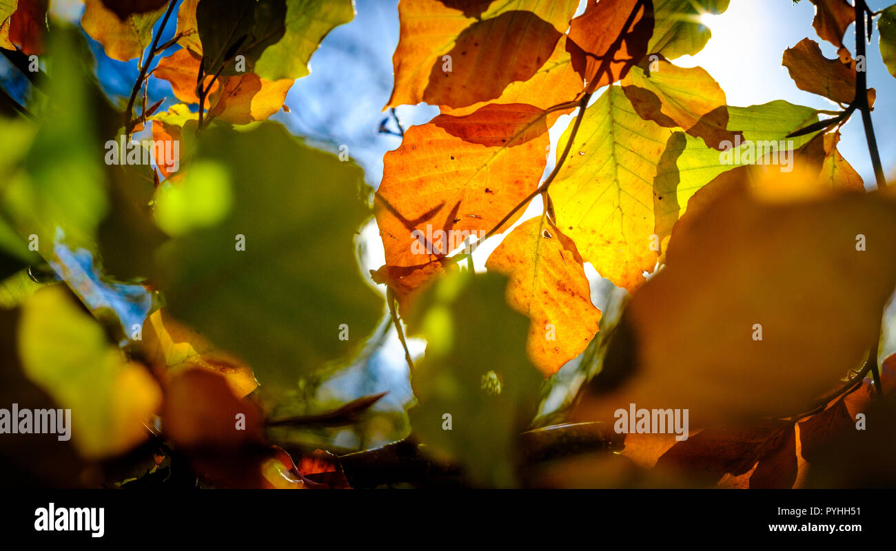 Autumn leaves of a beech hedge Stock Photo - Alamy