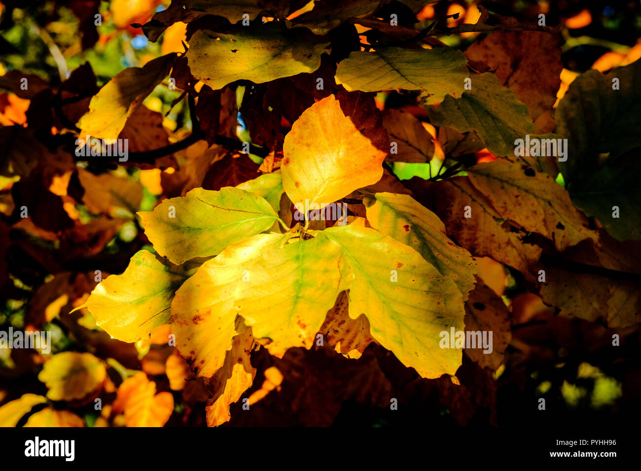 Autumn leaves of a beech hedge Stock Photo - Alamy