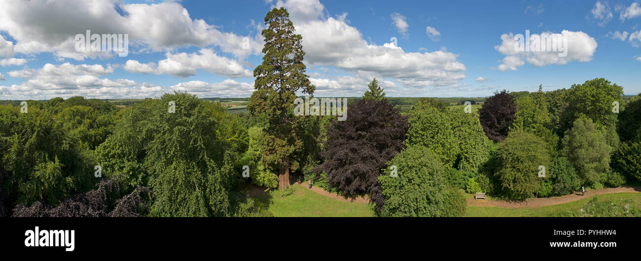 Panorama of tree tops in Northumberland, UK Stock Photo - Alamy
