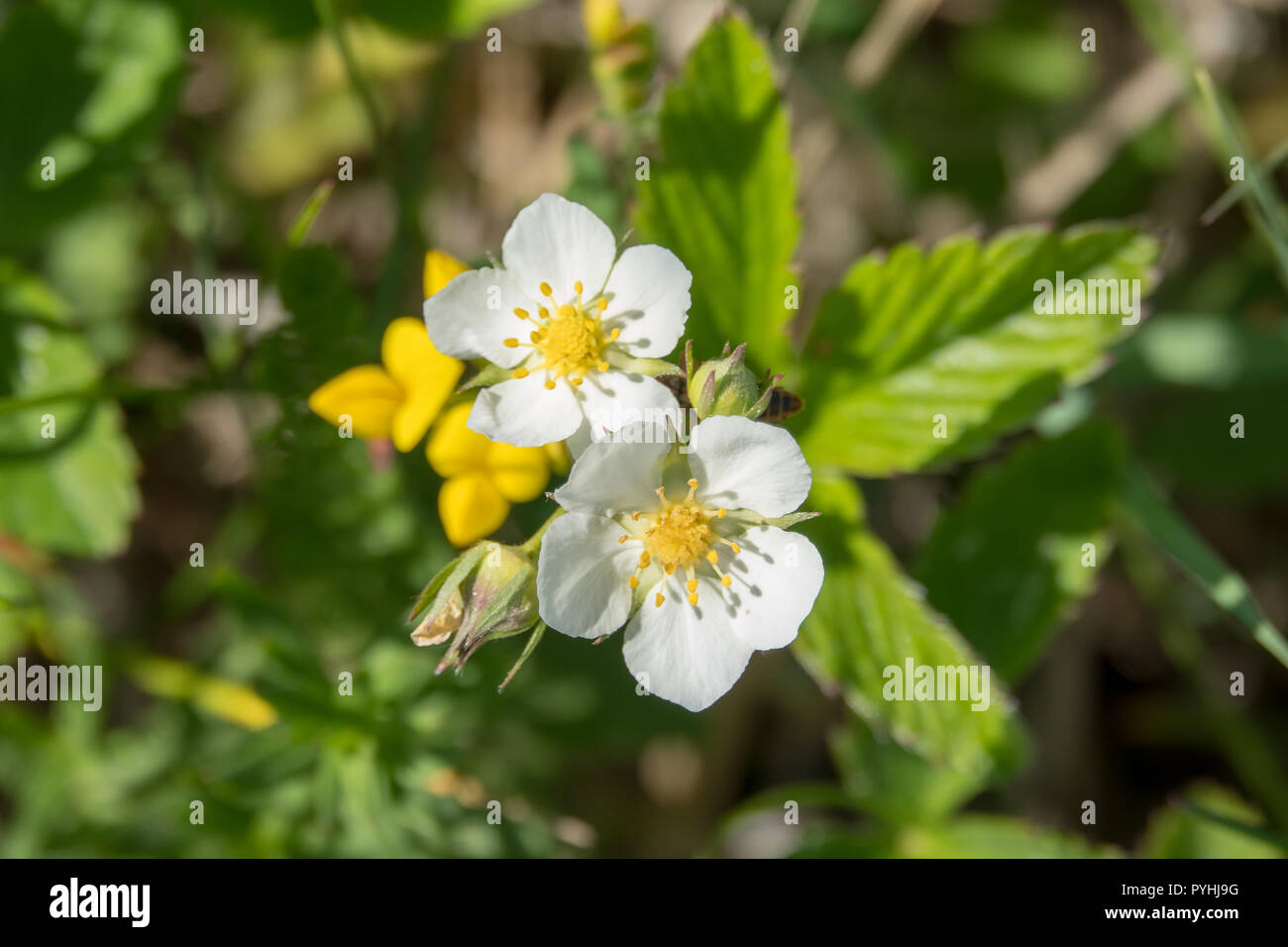 Strawberry tree flower hi-res stock photography and images - Alamy