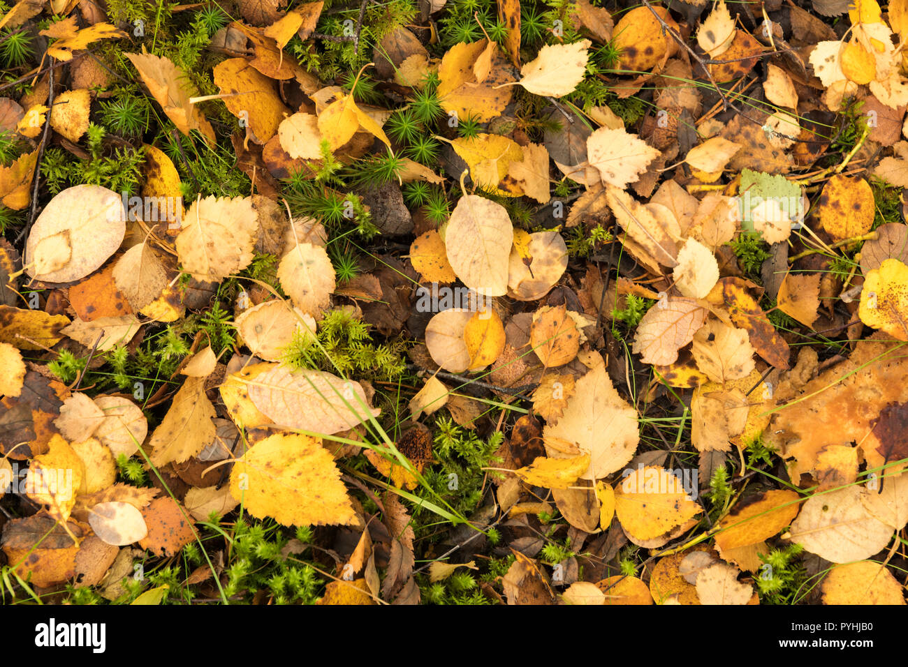 A close-up view from above of dead leaves from various species of trees ...