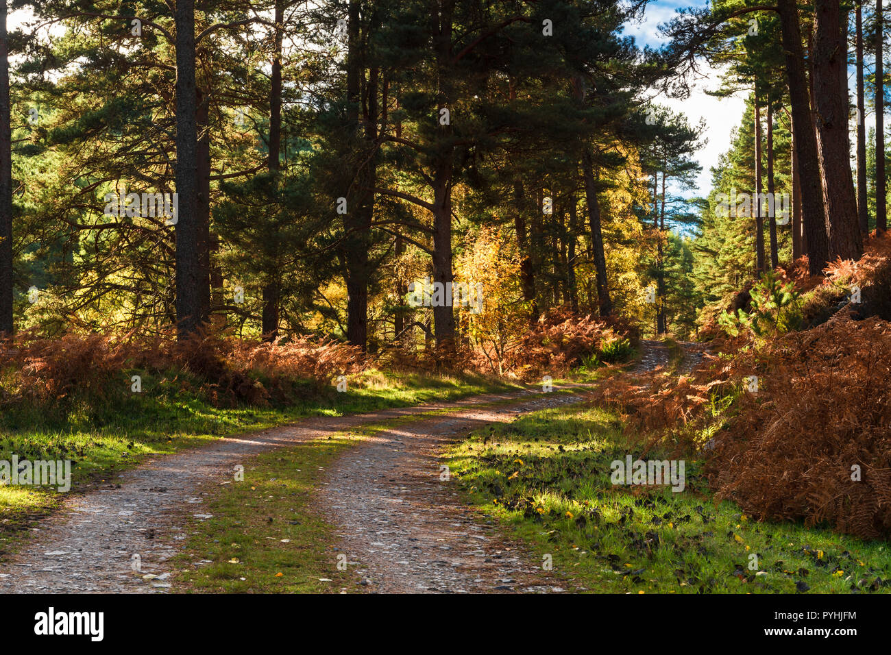 Birch trees in dappled sunlight hi-res stock photography and images - Alamy