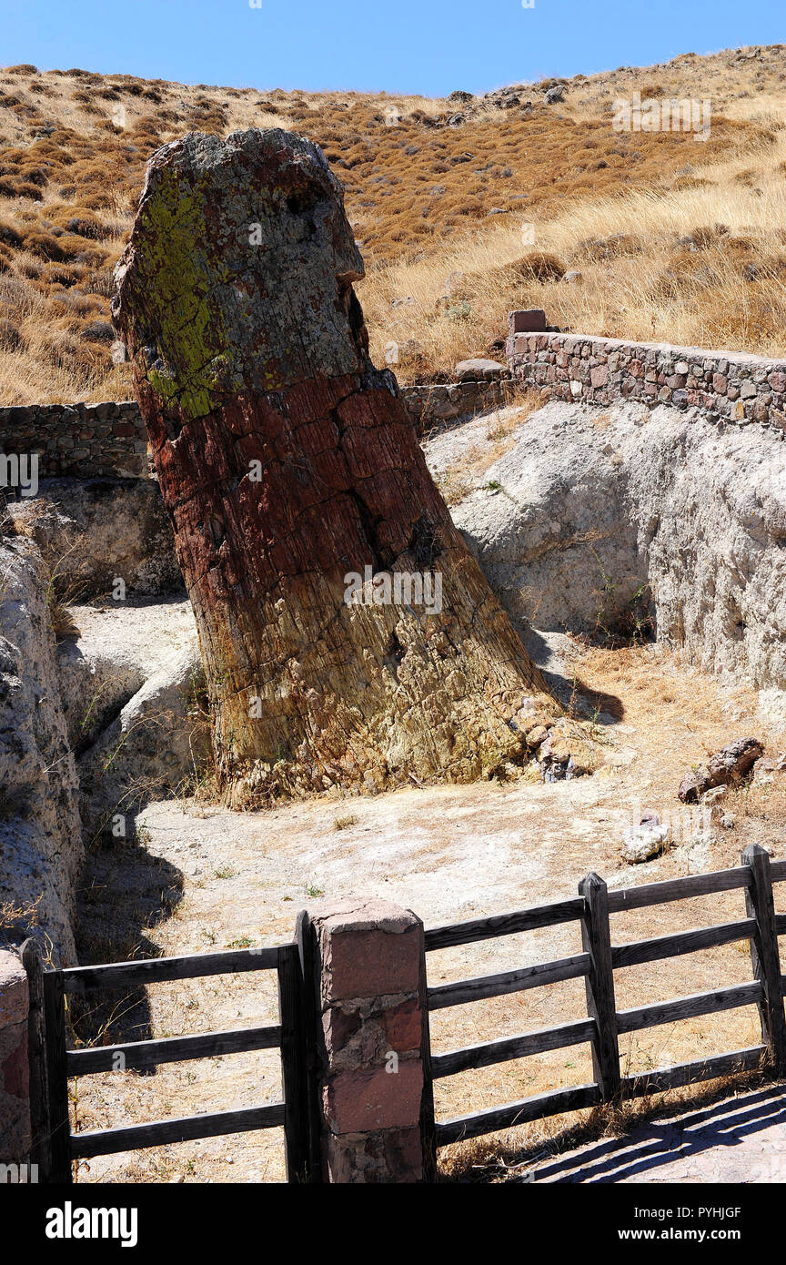 Petrified giant hi-res stock photography and images - Alamy