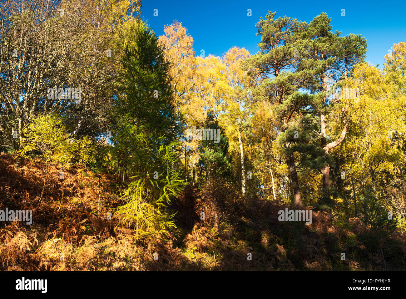 An autumnal of Silver birch, Betula pendula, trees amongst the conifers ...