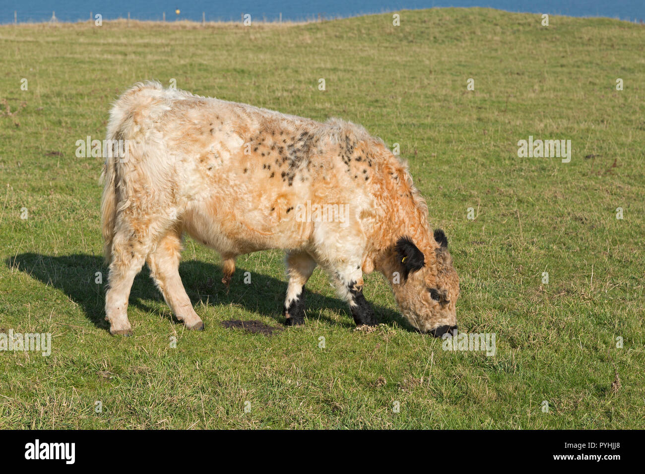 Rindvieh cattle hi-res stock photography and images - Alamy