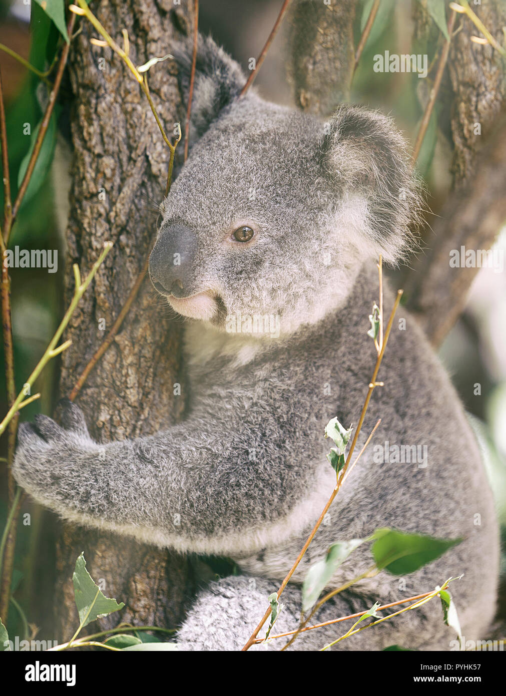 Lovely koala hi-res stock photography and images - Alamy