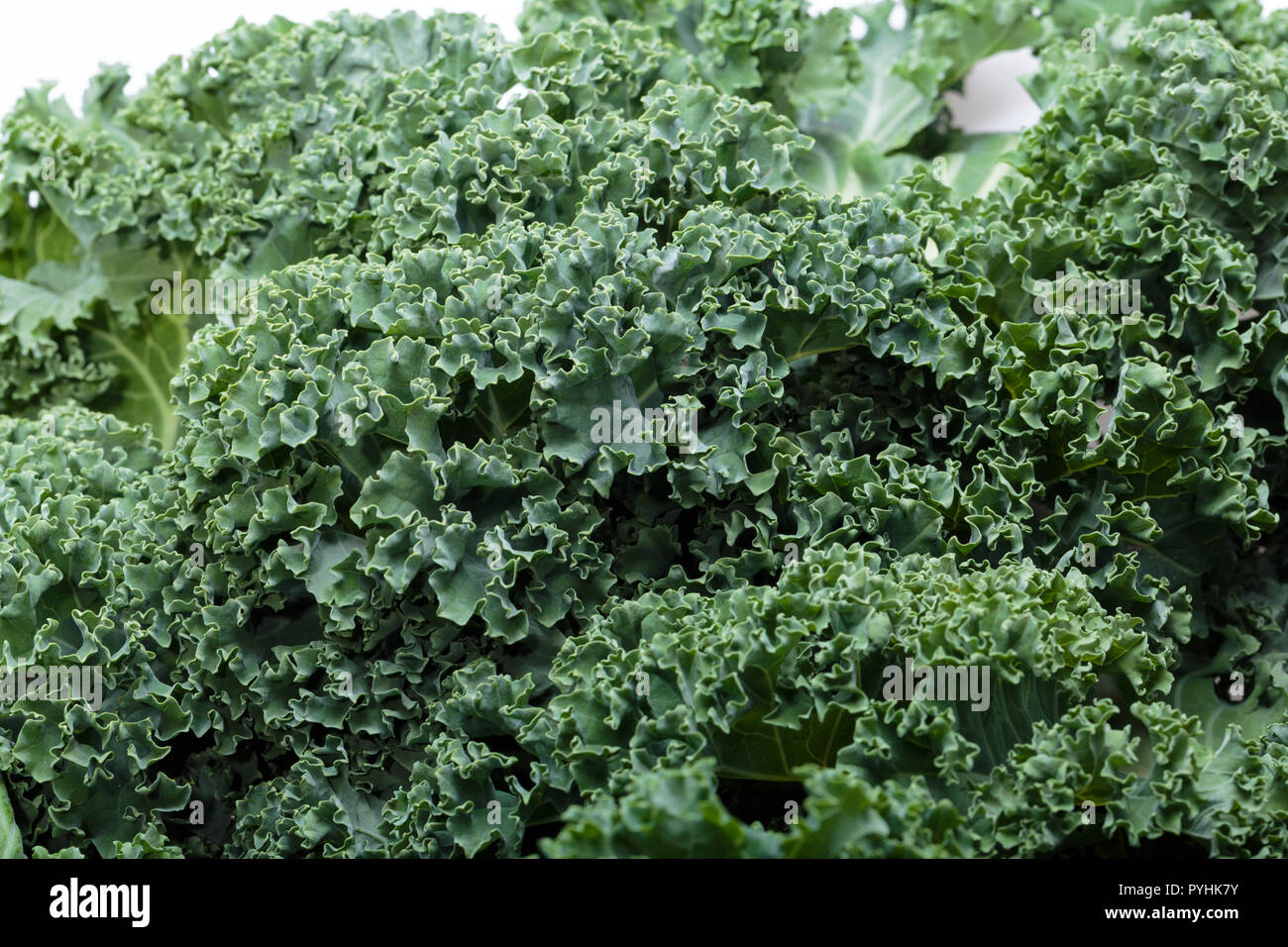 A healthy fresh curly kale Stock Photo - Alamy