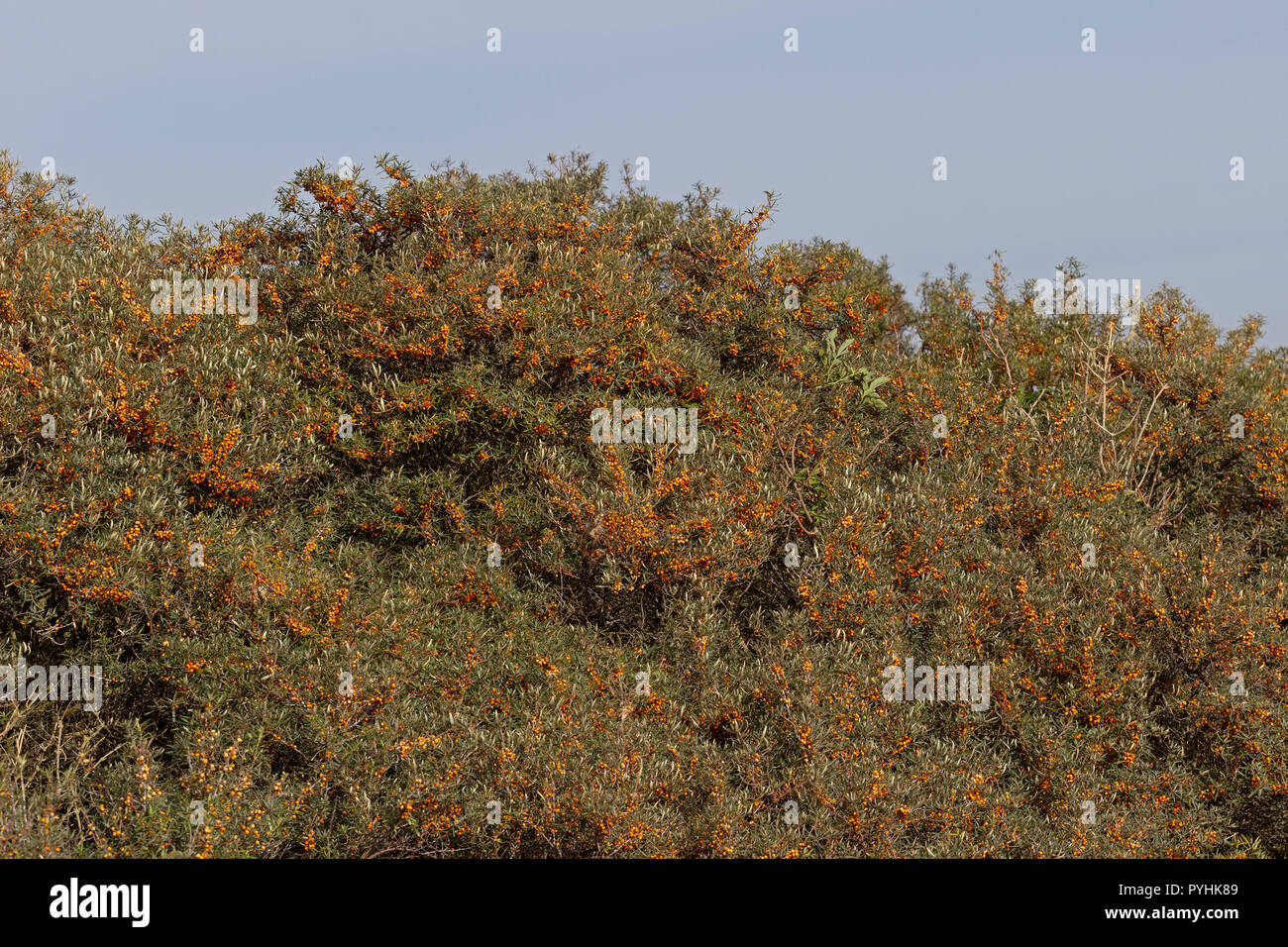sallow thorn (Hippophae rhamnoides), Duene (Dune), Heligoland ...