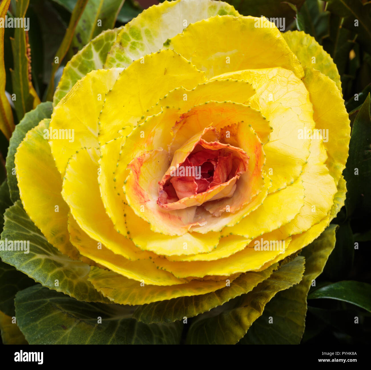 Ornamental kale with yellow, orange, and green leaves (Brassica ...