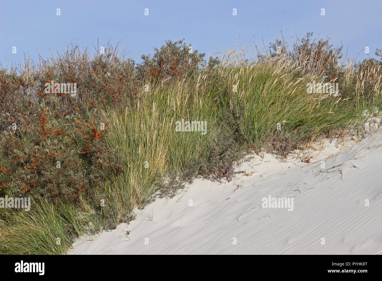 Thorn Scrub High Resolution Stock Photography and Images - Alamy