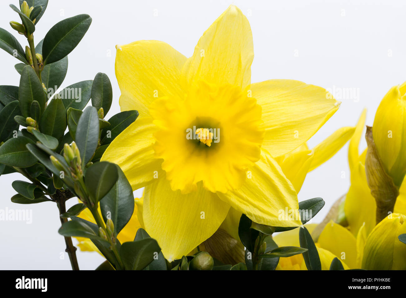 Yellow jonquil flowers isolated on white background Stock Photo - Alamy