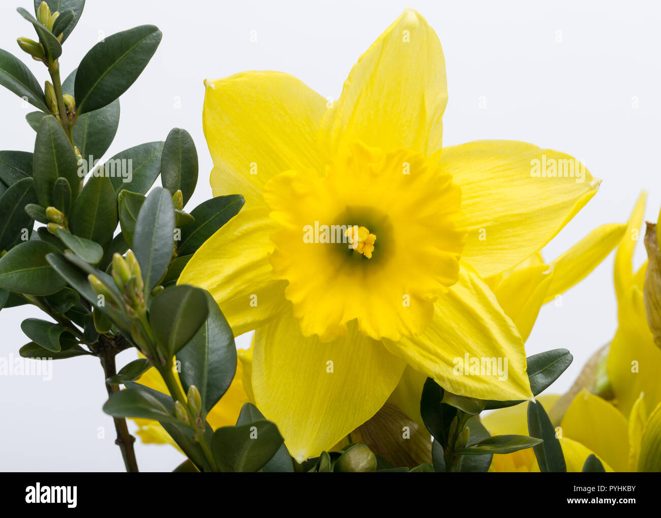 Yellow jonquil flowers isolated on white background Stock Photo - Alamy