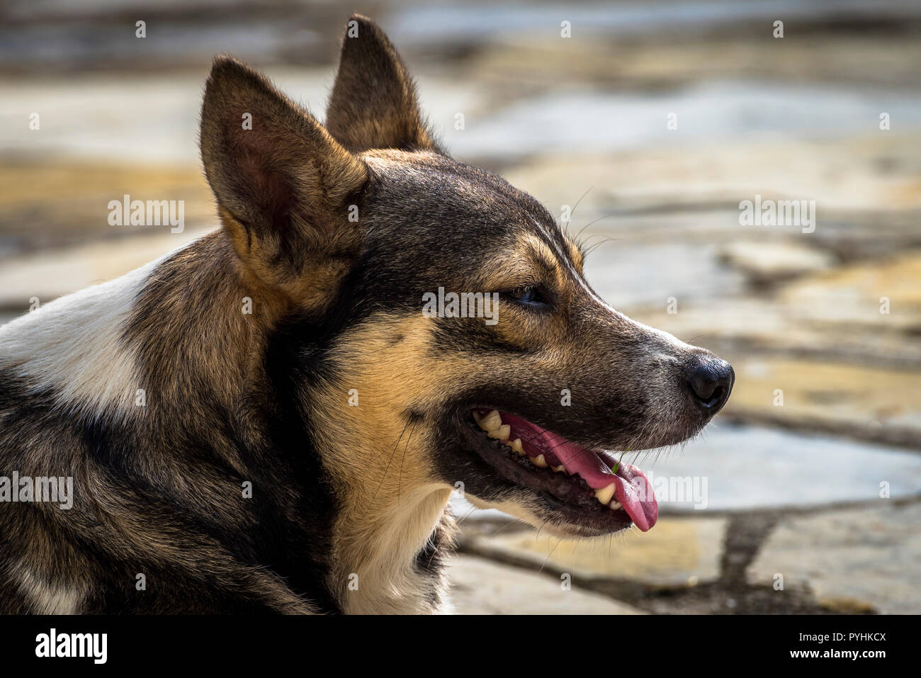 Adorable domestic dog hi-res stock photography and images - Alamy