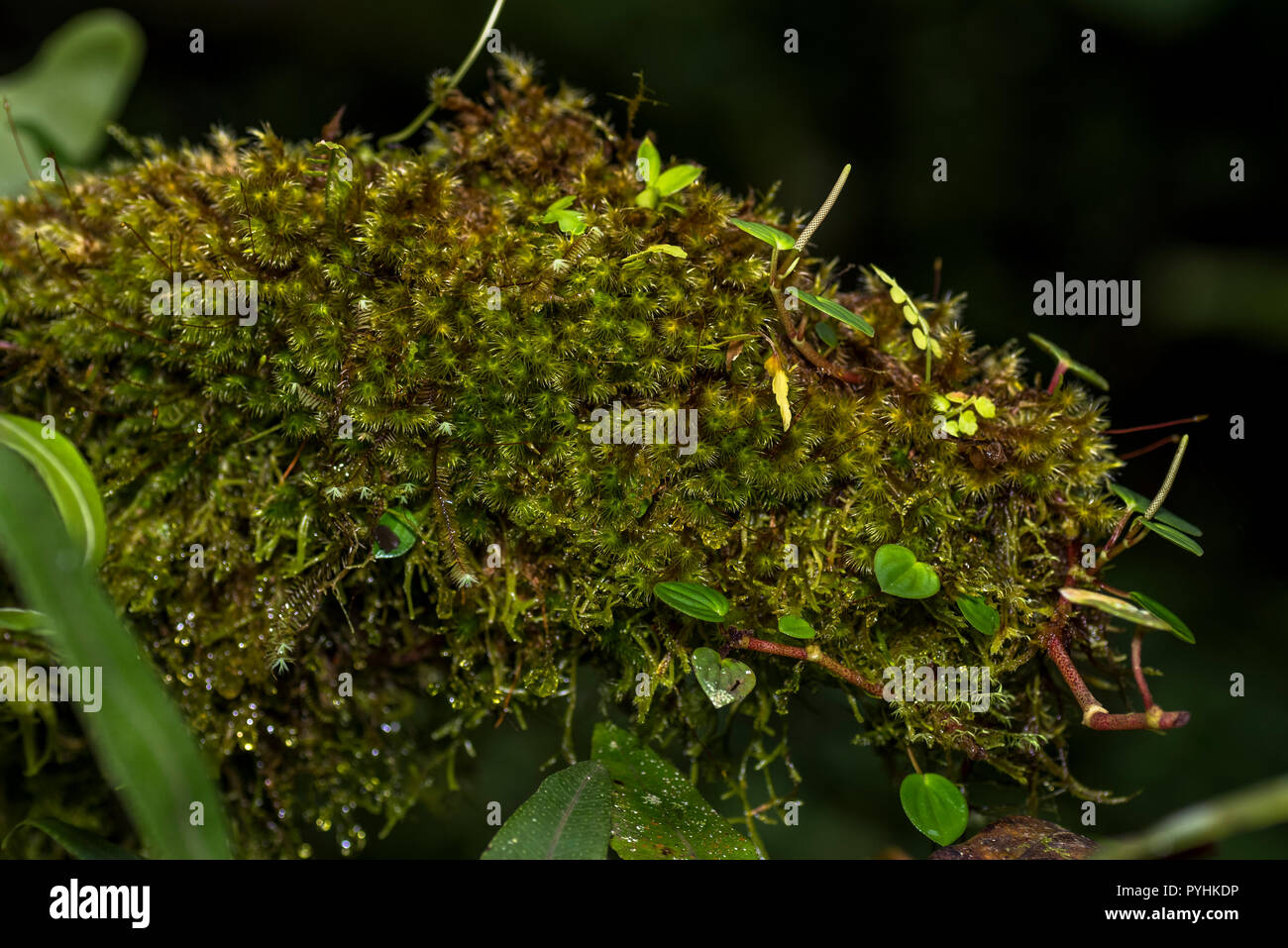 Wet moss hi-res stock photography and images - Alamy