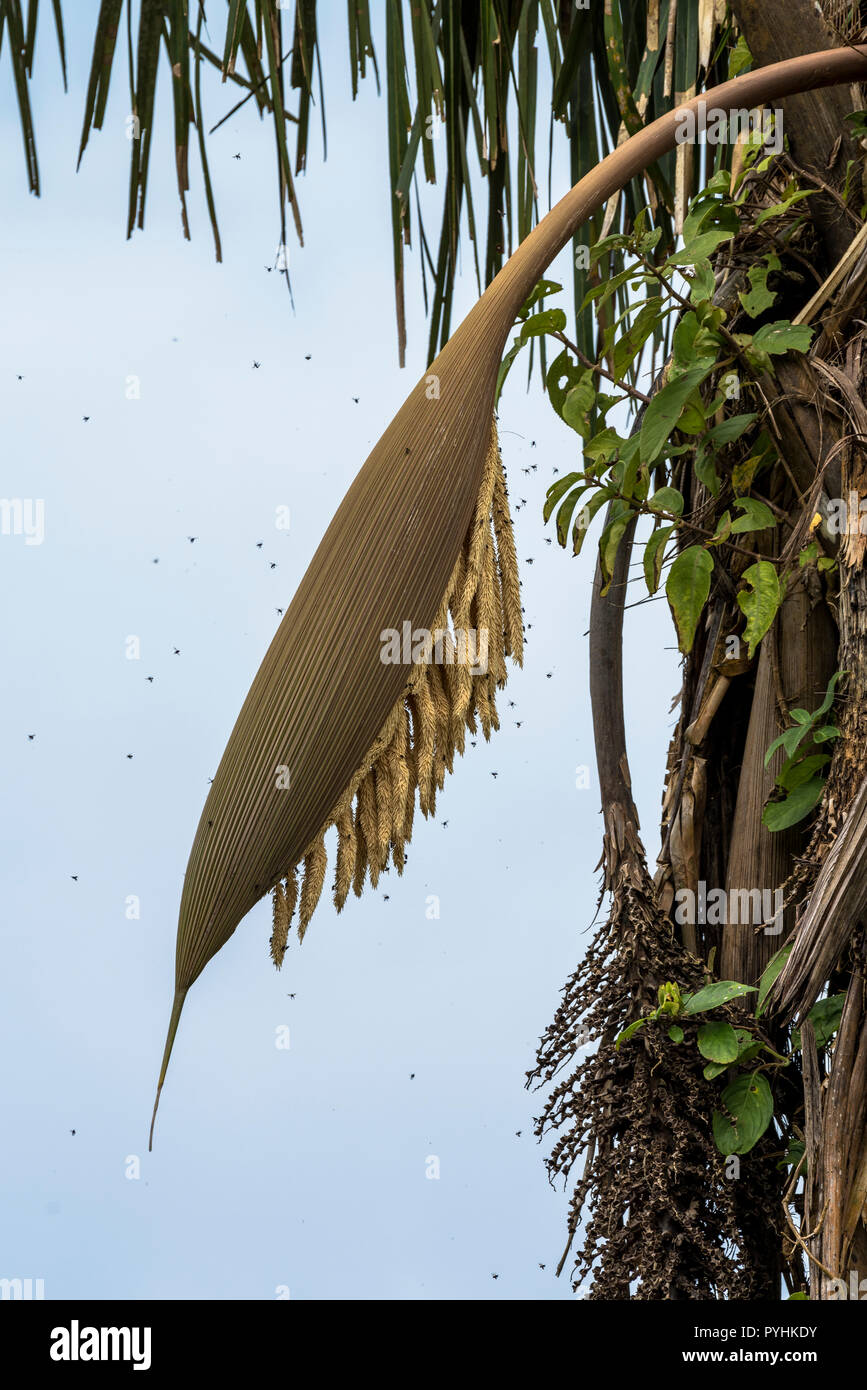 Wasp wallpaper hi-res stock photography and images - Alamy