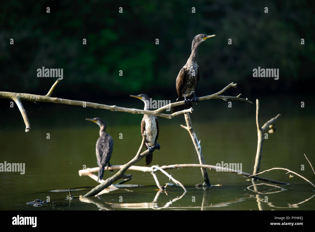 Cormorant Birds drying out on branches in the Rekawa lagoon Stock Photo ...