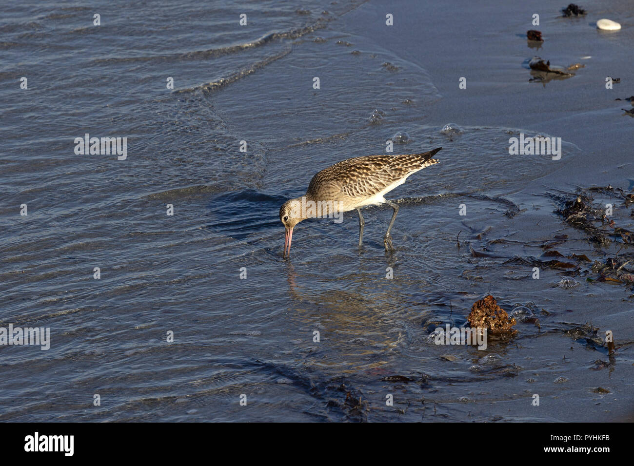 Bar-tailed Godwit (Limosa lapponica), Duene (Dune), Heligoland ...